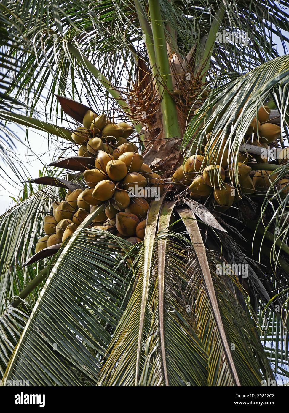 Vietnam, Mekong Delta, Coconut Tree with Fruits, cocos nucifera Stock ...
