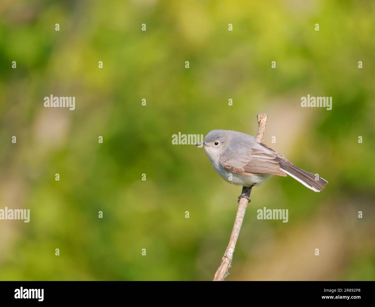 Blue Grey Gnatcatcher Polioptila caerulea Magee Marsh, Ohio, USA ...