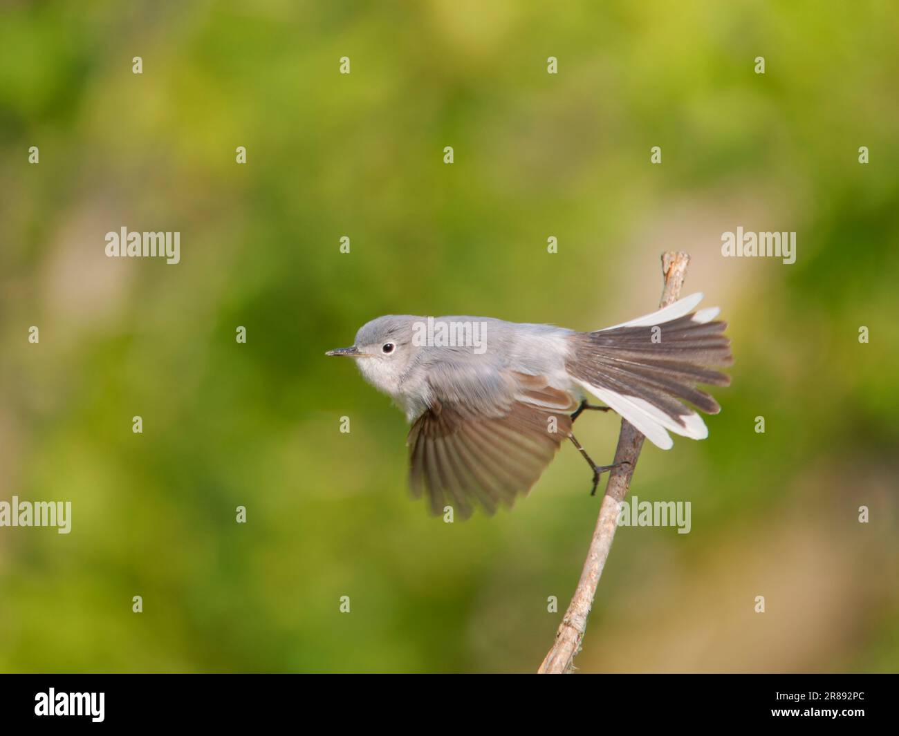 Blue Grey Gnatcatcher Polioptila caerulea Magee Marsh, Ohio, USA ...