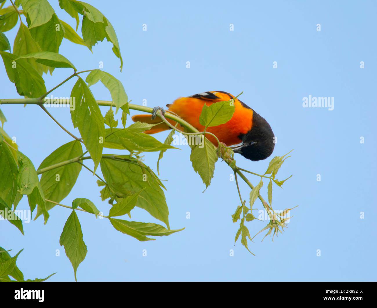 Baltimore Oriole - feeding in tree Icterus galbula Magee Marsh, Ohio ...