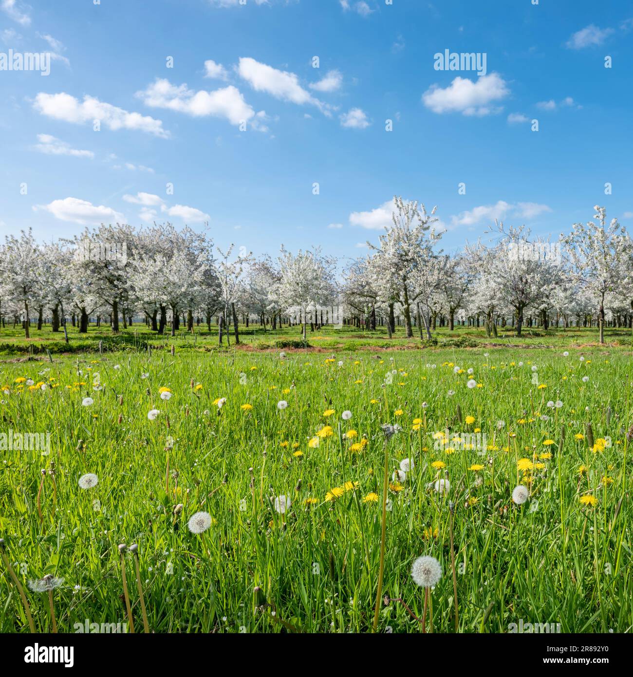 orchard with blossoming trees under blue sky and spring flowers in ...