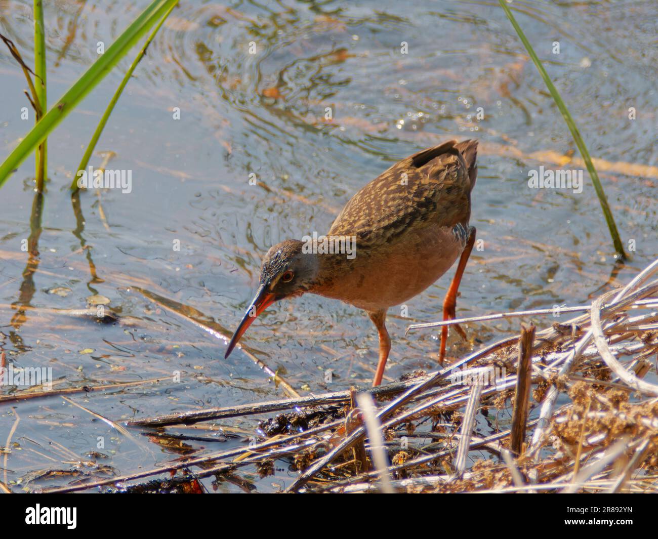 Virginia Rail Rallus limicola Magee Marsh, Ohio, USA BI36333 Stock Photo - Alamy