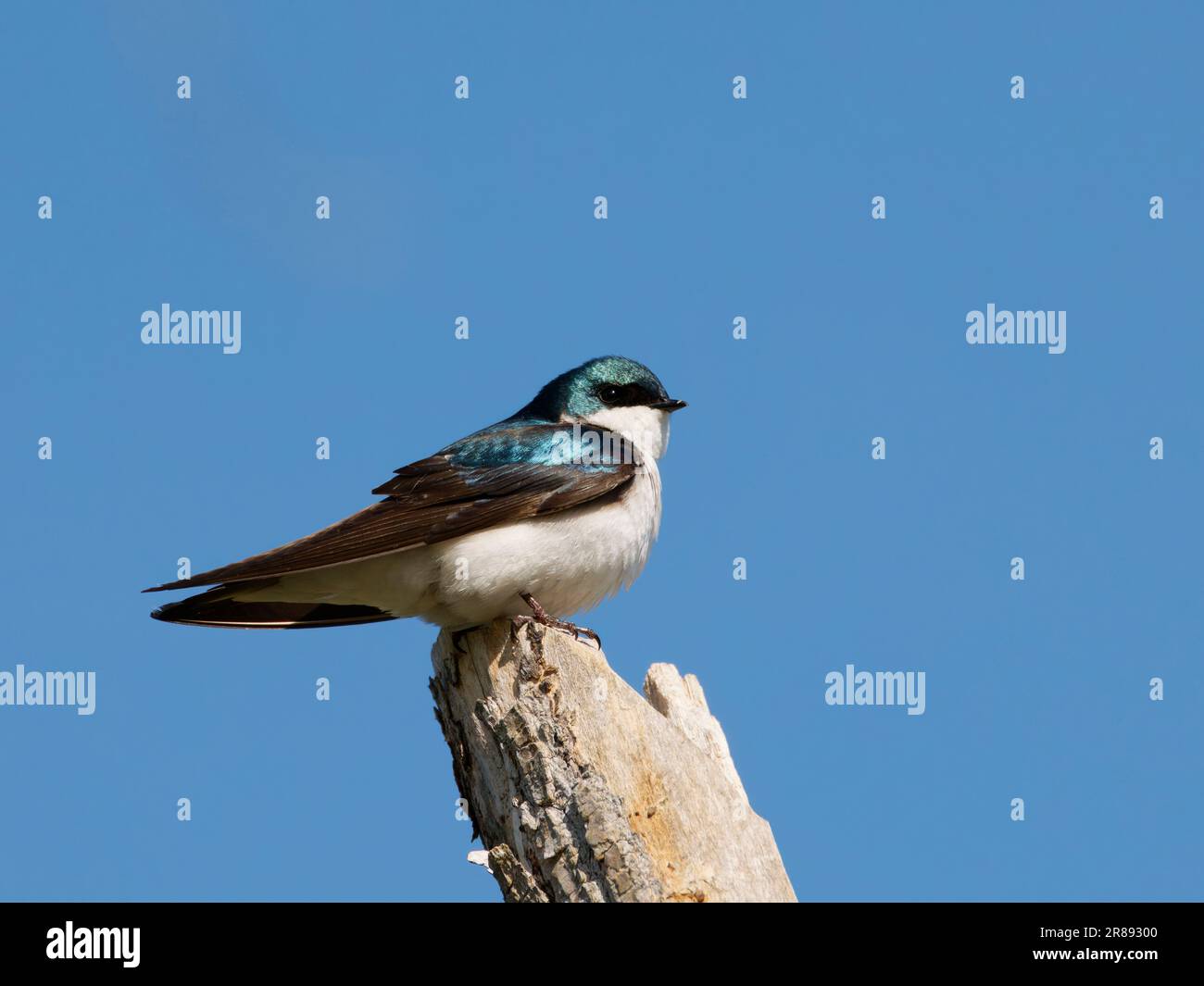 Marsh swallow hi-res stock photography and images - Alamy