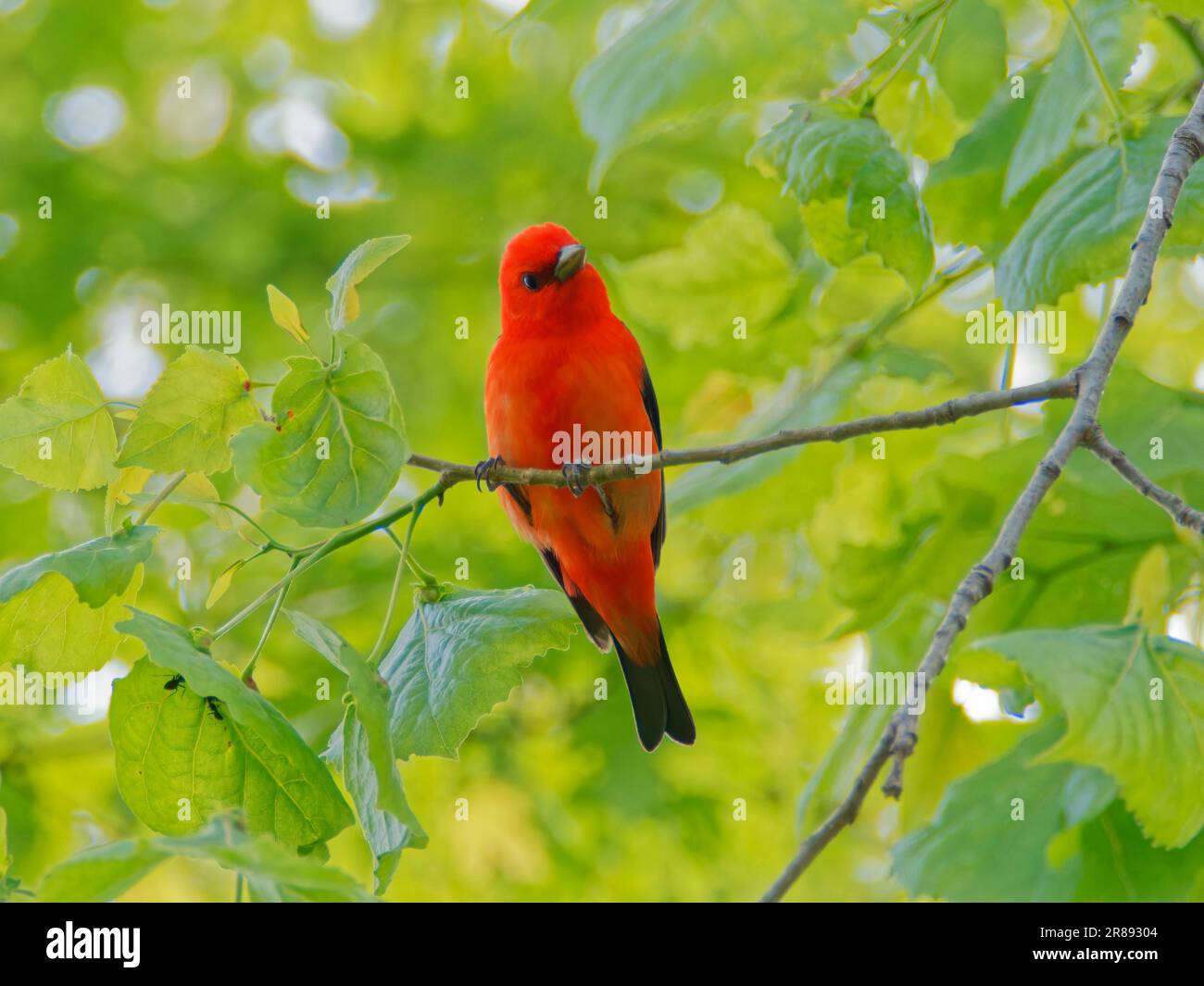 Scarlet Tanager - male Piranga olivacea Magee Marsh, Ohio, USA BI36343 ...