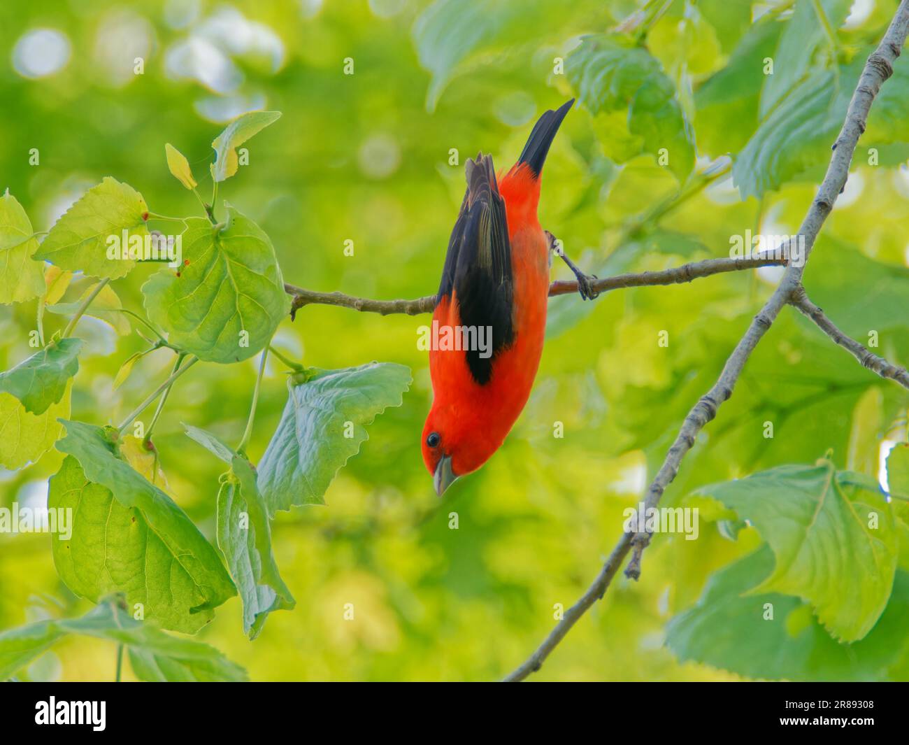 Scarlet Tanager - male Piranga olivacea Magee Marsh, Ohio, USA BI36346 ...