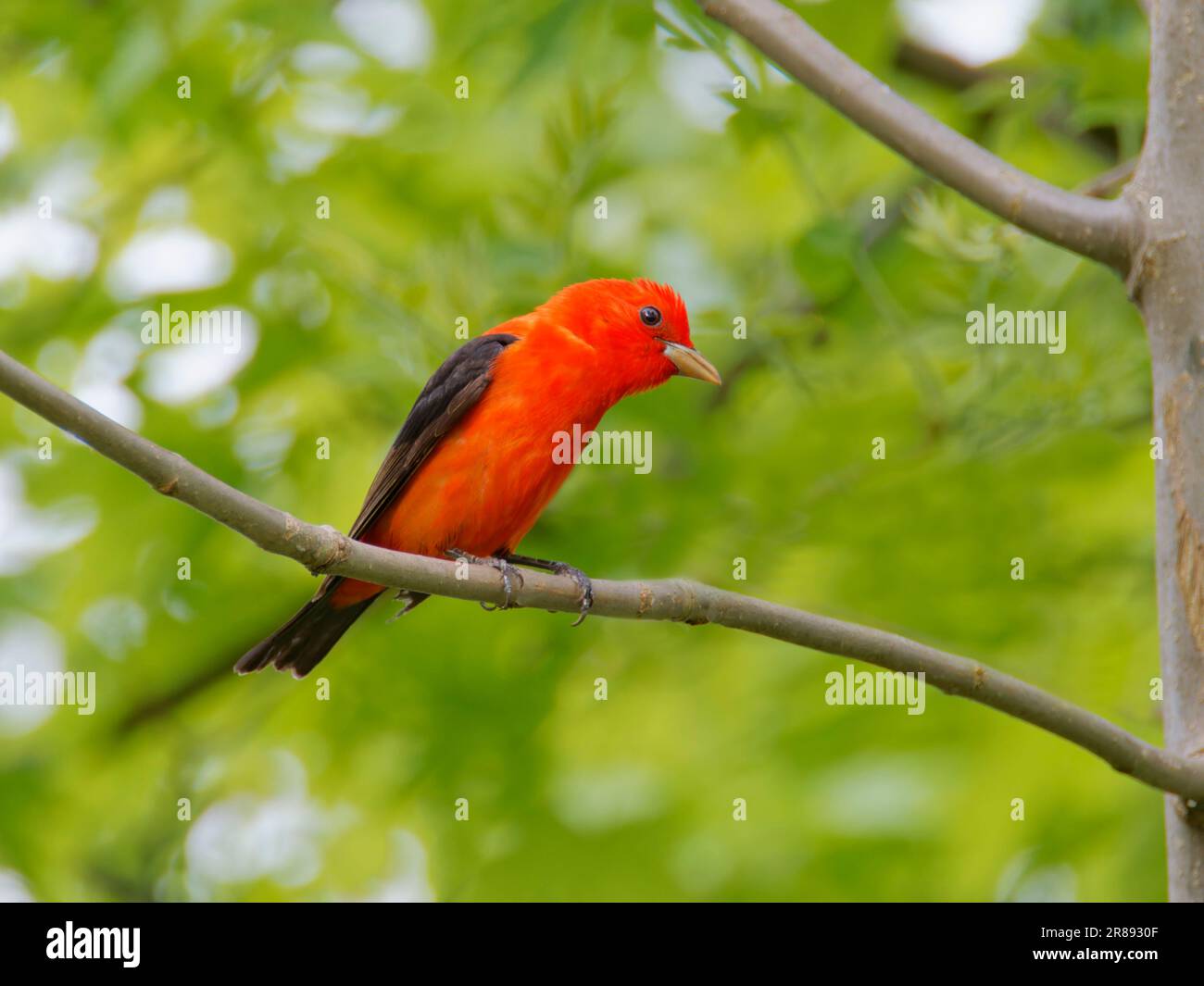 Scarlet Tanager - male Piranga olivacea Magee Marsh, Ohio, USA BI36355 ...