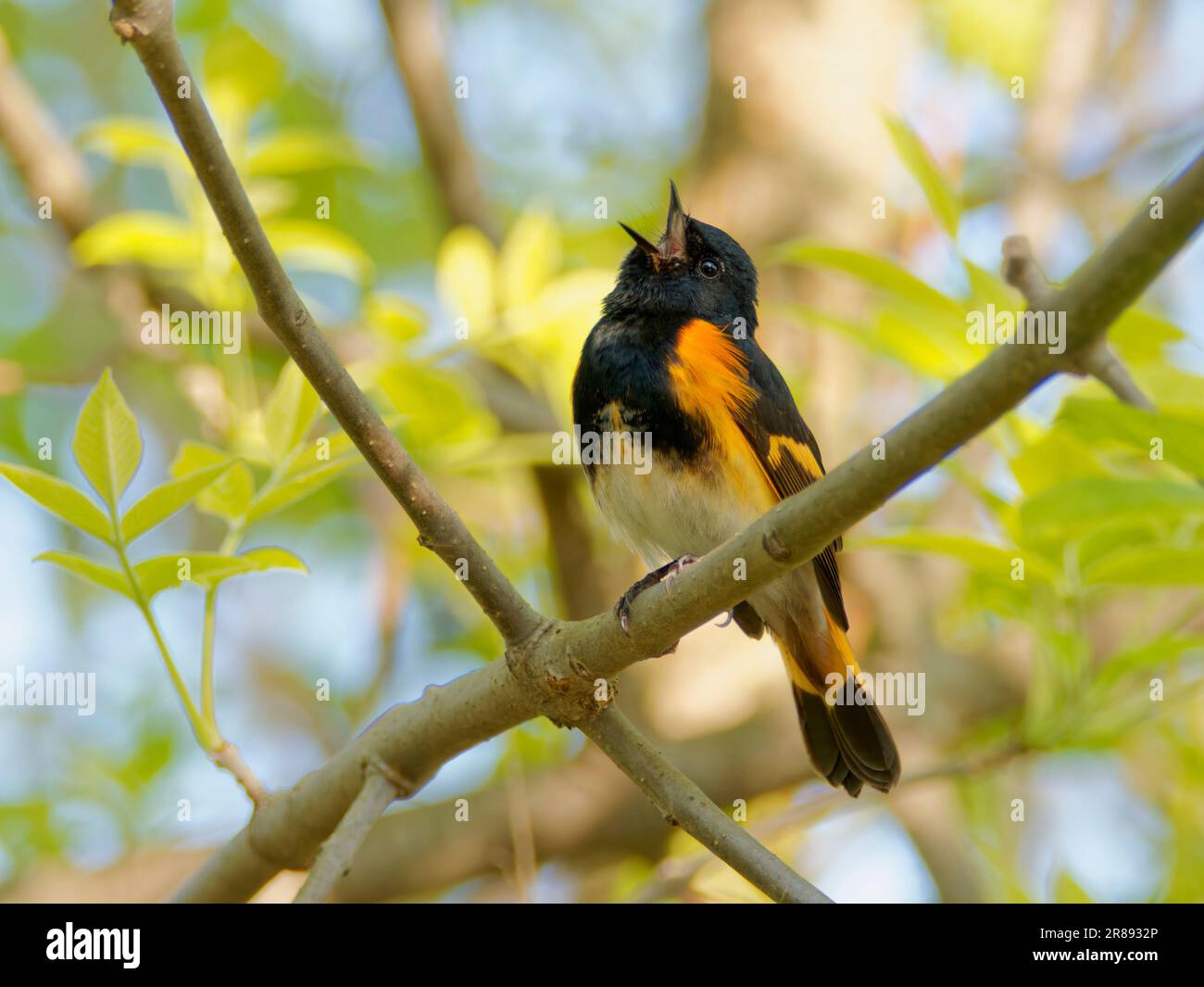 American redstart and singing hi-res stock photography and images - Alamy