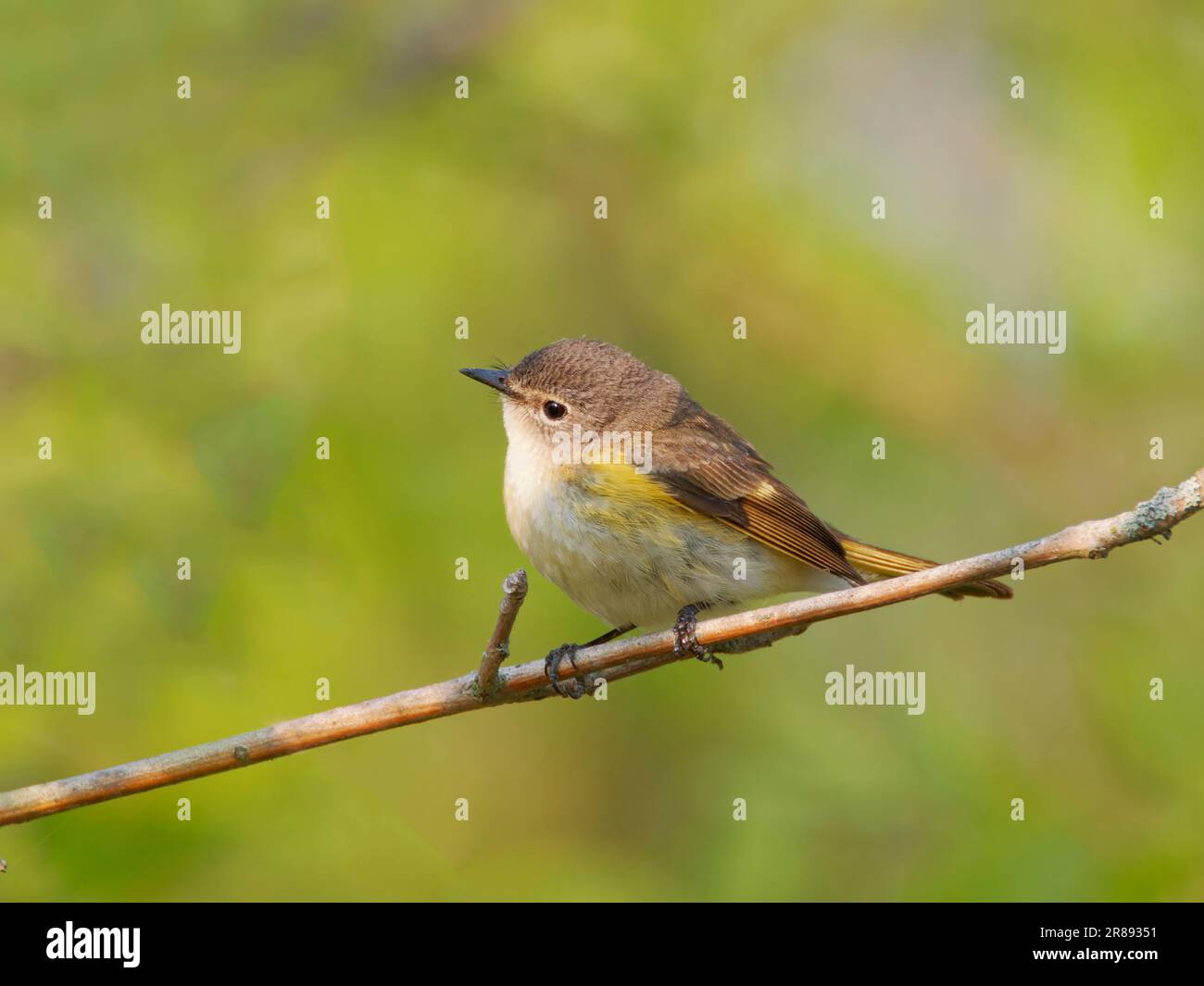 American Redstart - female Setophaga ruticilla Magee Marsh, Ohio, USA ...