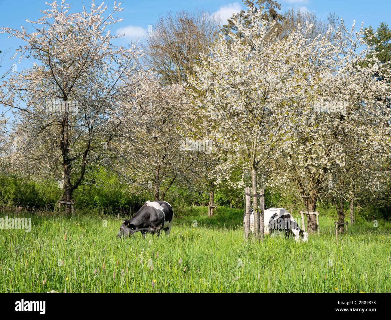 two beef cows under blossoming fruit trees in dutch province of limburg ...
