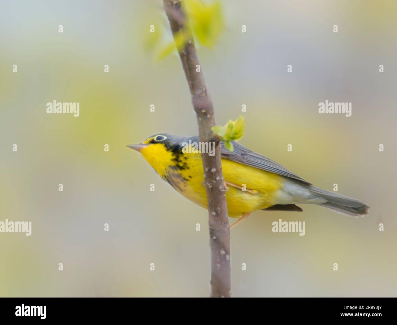Canada Warbler Cardellina canadensis Magee Marsh, Ohio, USA BI36455 ...