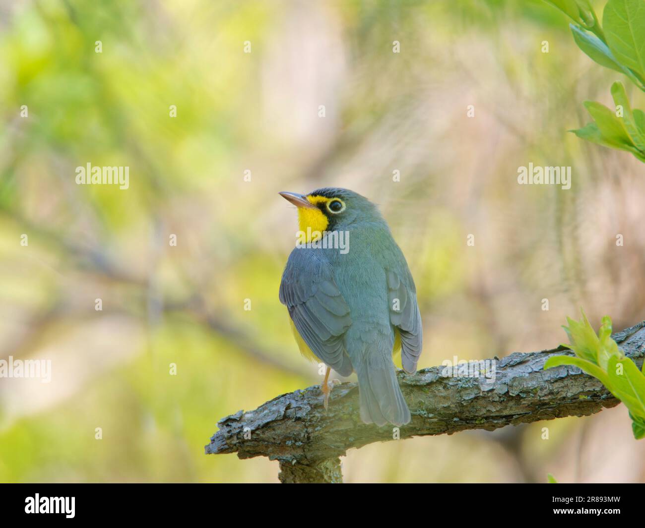 Canada Warbler Cardellina canadensis Magee Marsh, Ohio, USA BI36460 ...