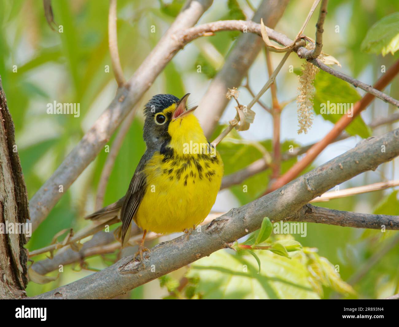 Canada Warbler - male singing Cardellina canadensis Magee Marsh, Ohio ...