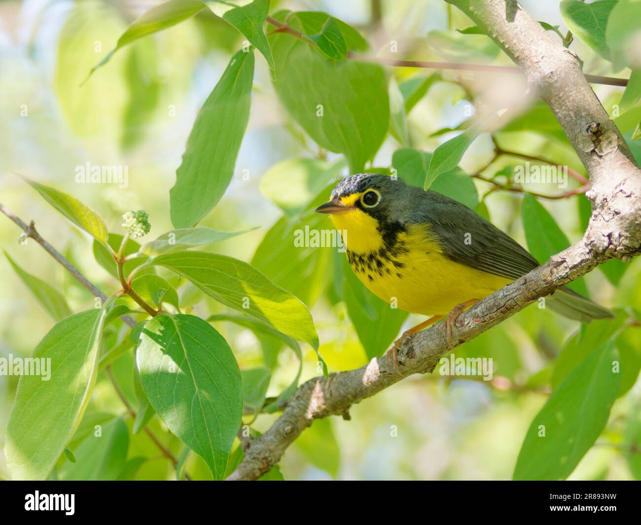 Canada Warbler Cardellina canadensis Magee Marsh, Ohio, USA BI36467 ...