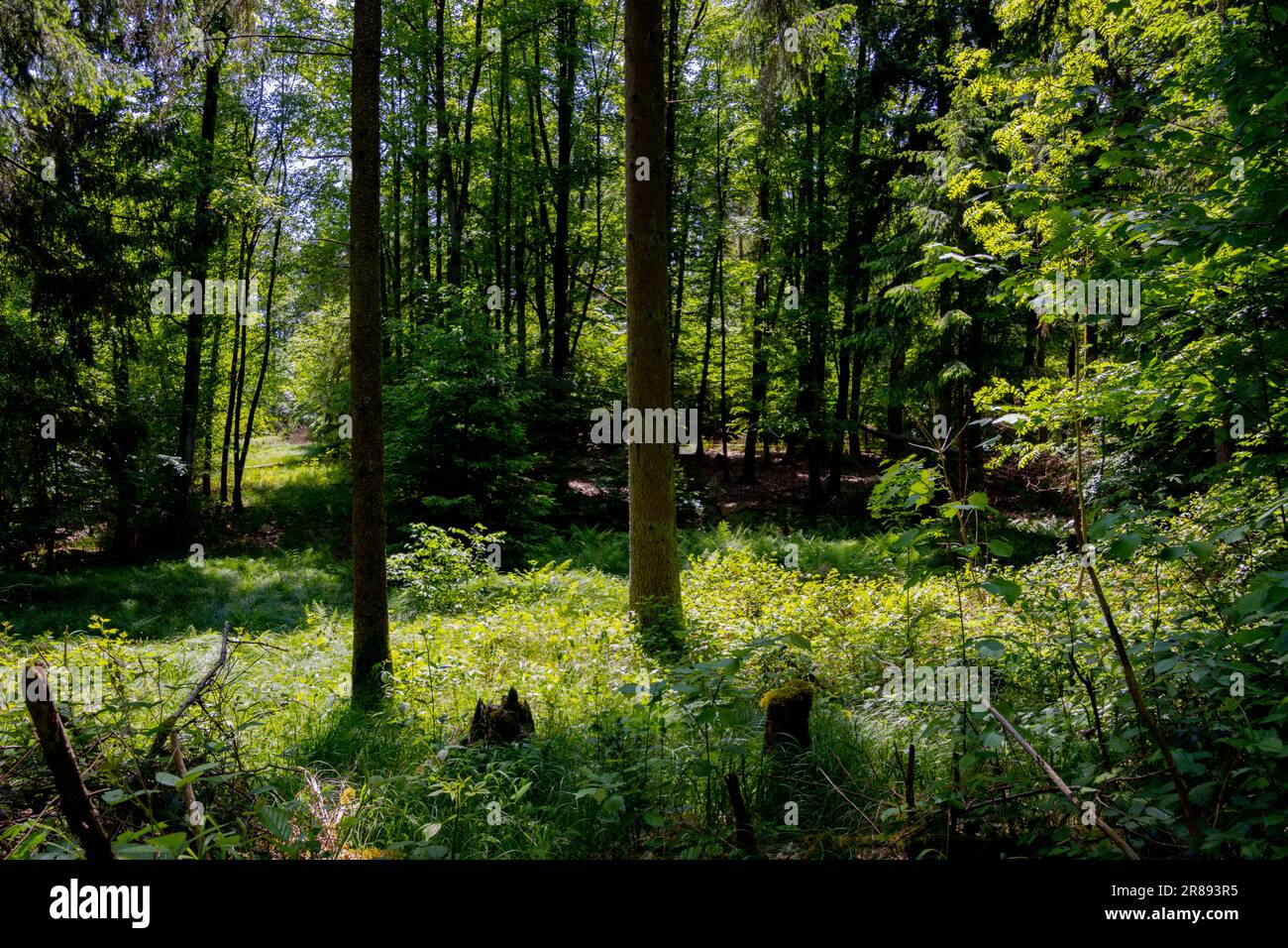 Bright sunlight in a forest clearing Stock Photo - Alamy