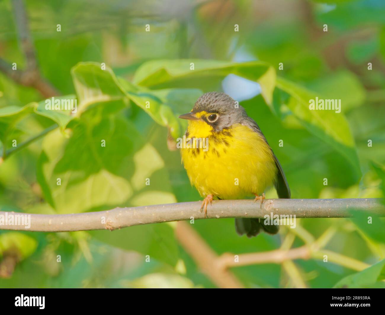 Canada Warbler Cardellina canadensis Magee Marsh, Ohio, USA BI36470 ...