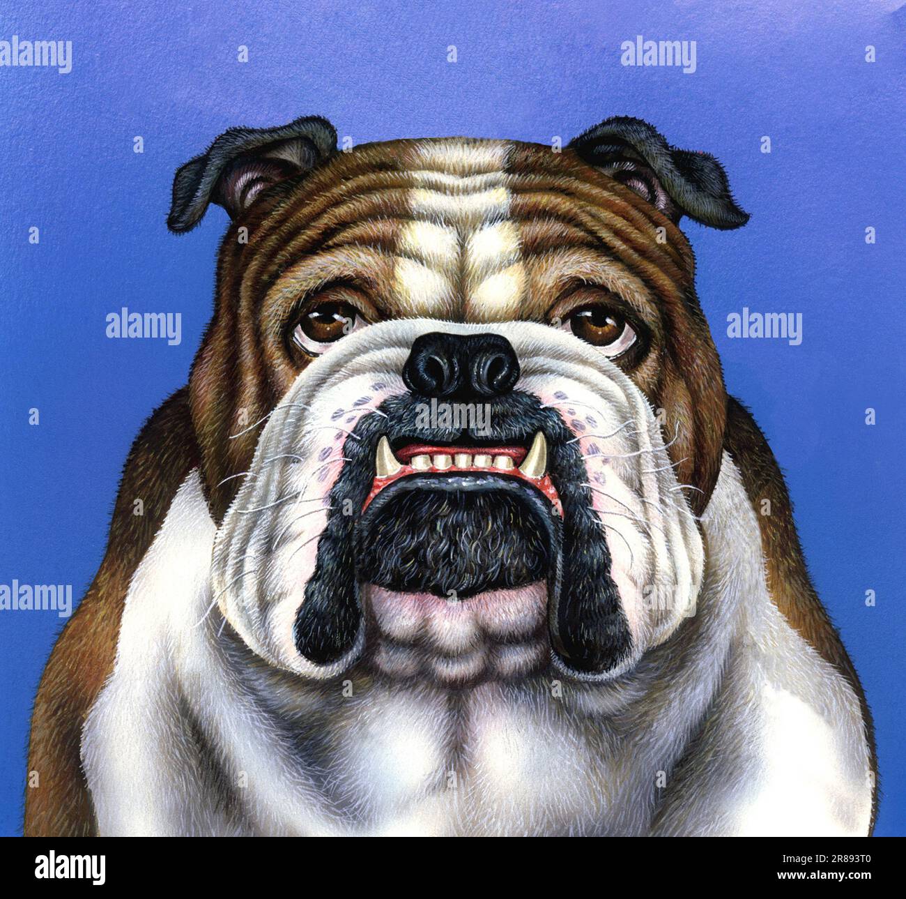 Animals-bull dog face Stock Photo - Alamy