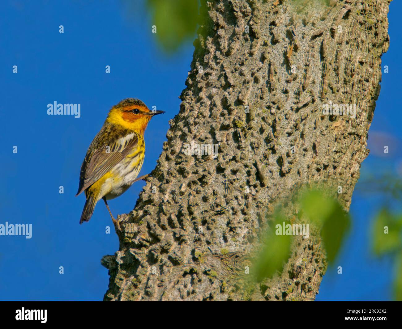 Cape May Warbler - male Setophaga tigrina Magee Marsh, Ohio, USA ...