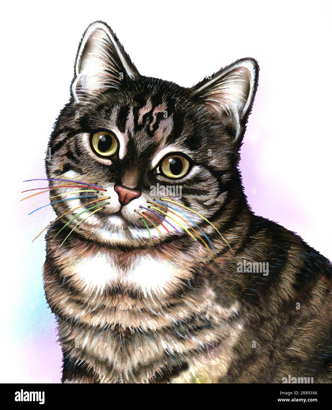 Animals-tabby cat with rainbow whiskers Stock Photo - Alamy