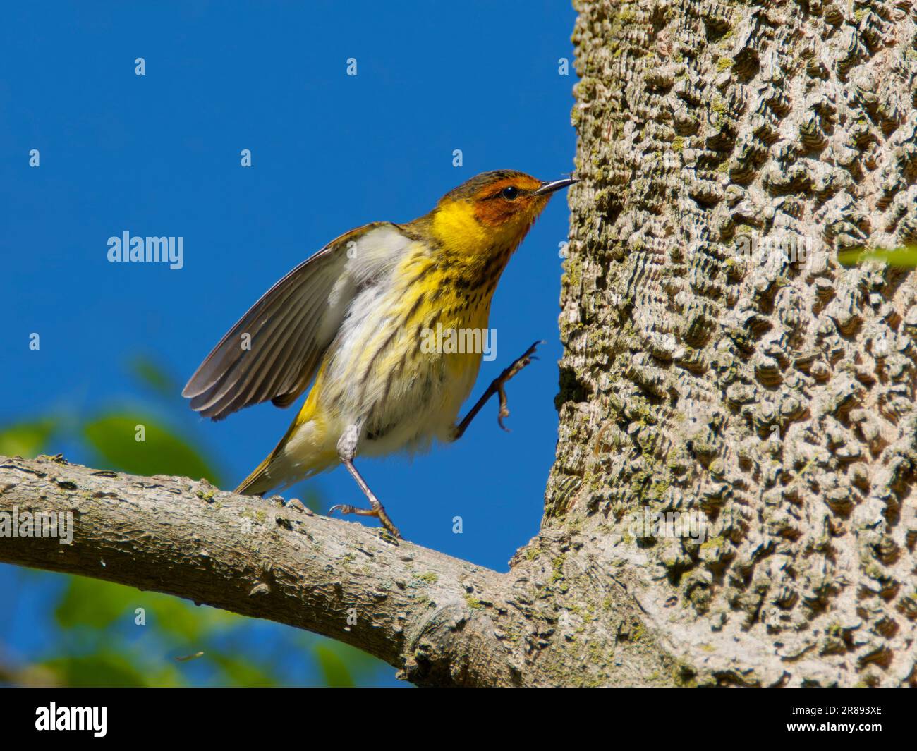 Spring insects hi-res stock photography and images - Alamy