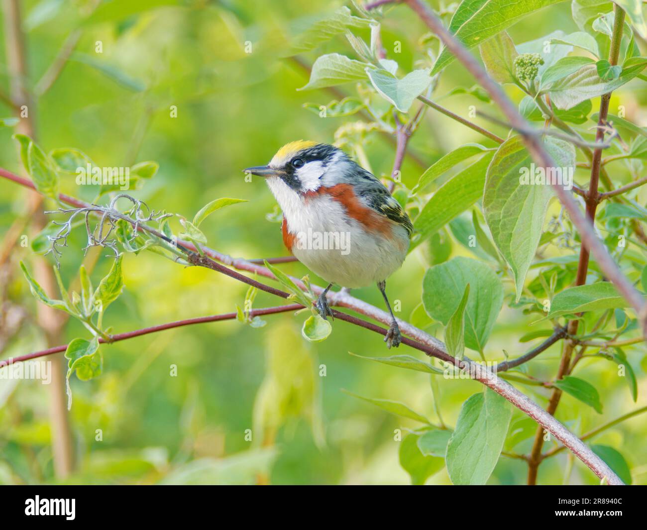 Chestnut Sided Warbler Setophaga pensylvanica Magee Marsh, Ohio, USA ...