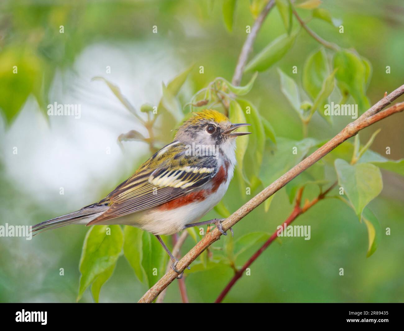 Chestnut Sided Warbler Setophaga pensylvanica Magee Marsh, Ohio, USA ...