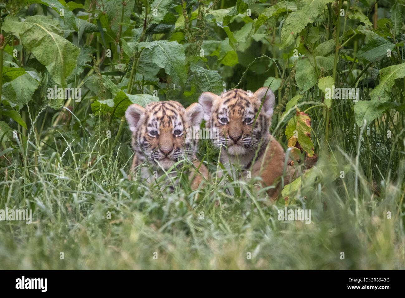The two tiny cubs look tight down the camera lens BANHAM ZOO, NORFOLK ...