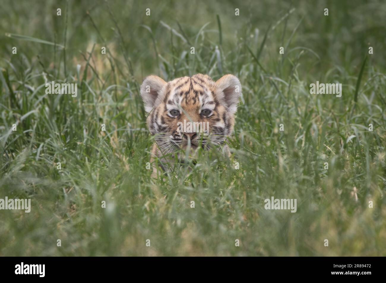 One of the cubs is barely tall enough to see through the grass BANHAM ...