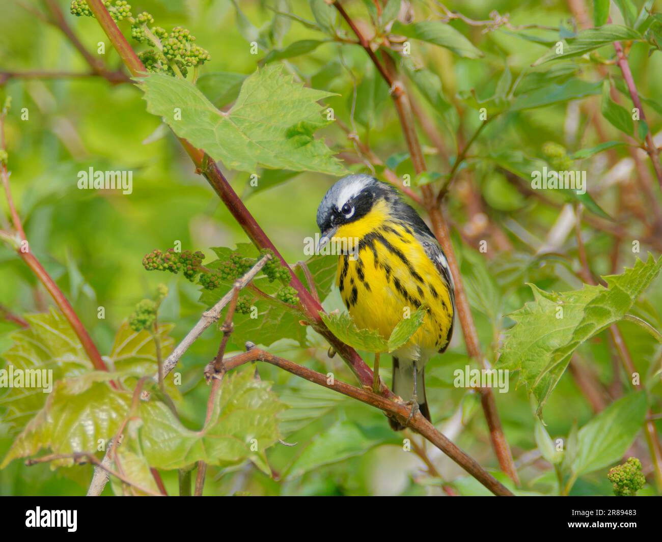 Magnolia Warbler Setophaga magnolia Magee Marsh, Ohio, USA BI36519 ...