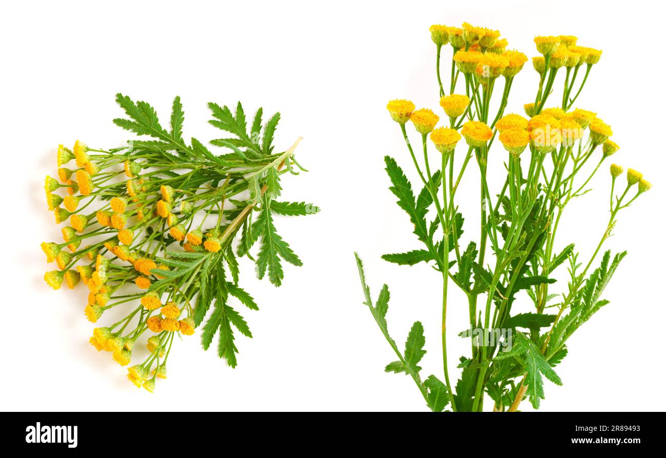 tansy with leaf isolated on a white background. Medical herb Stock ...