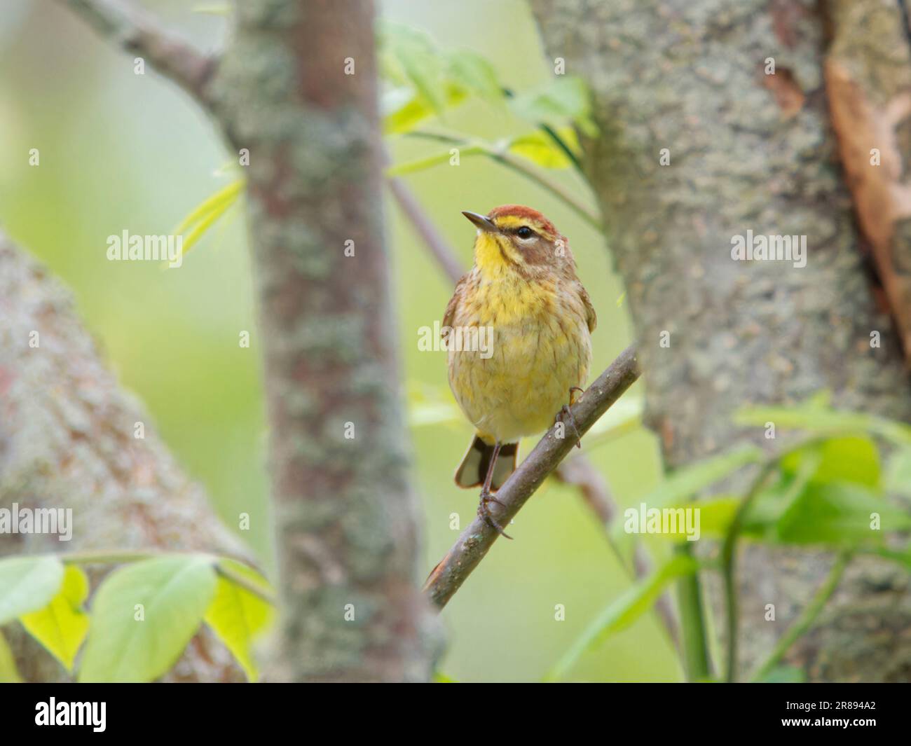 Palm Warbler Setophaga palmarum Magee Marsh, Ohio, USA BI36525 Stock ...