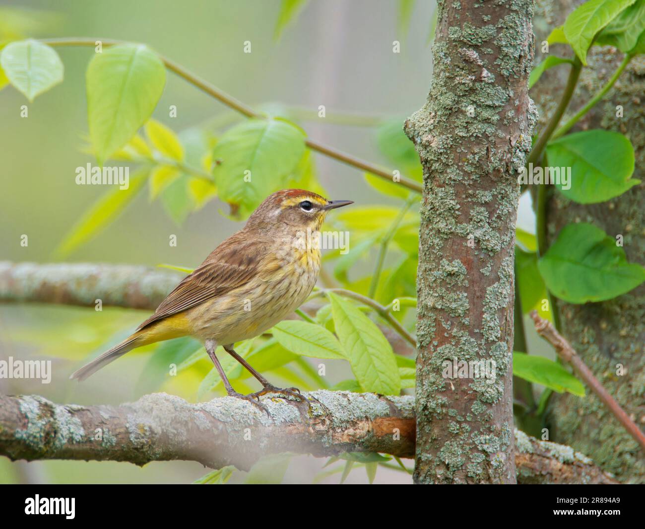 Palm Warbler Setophaga palmarum Magee Marsh, Ohio, USA BI36528 Stock ...
