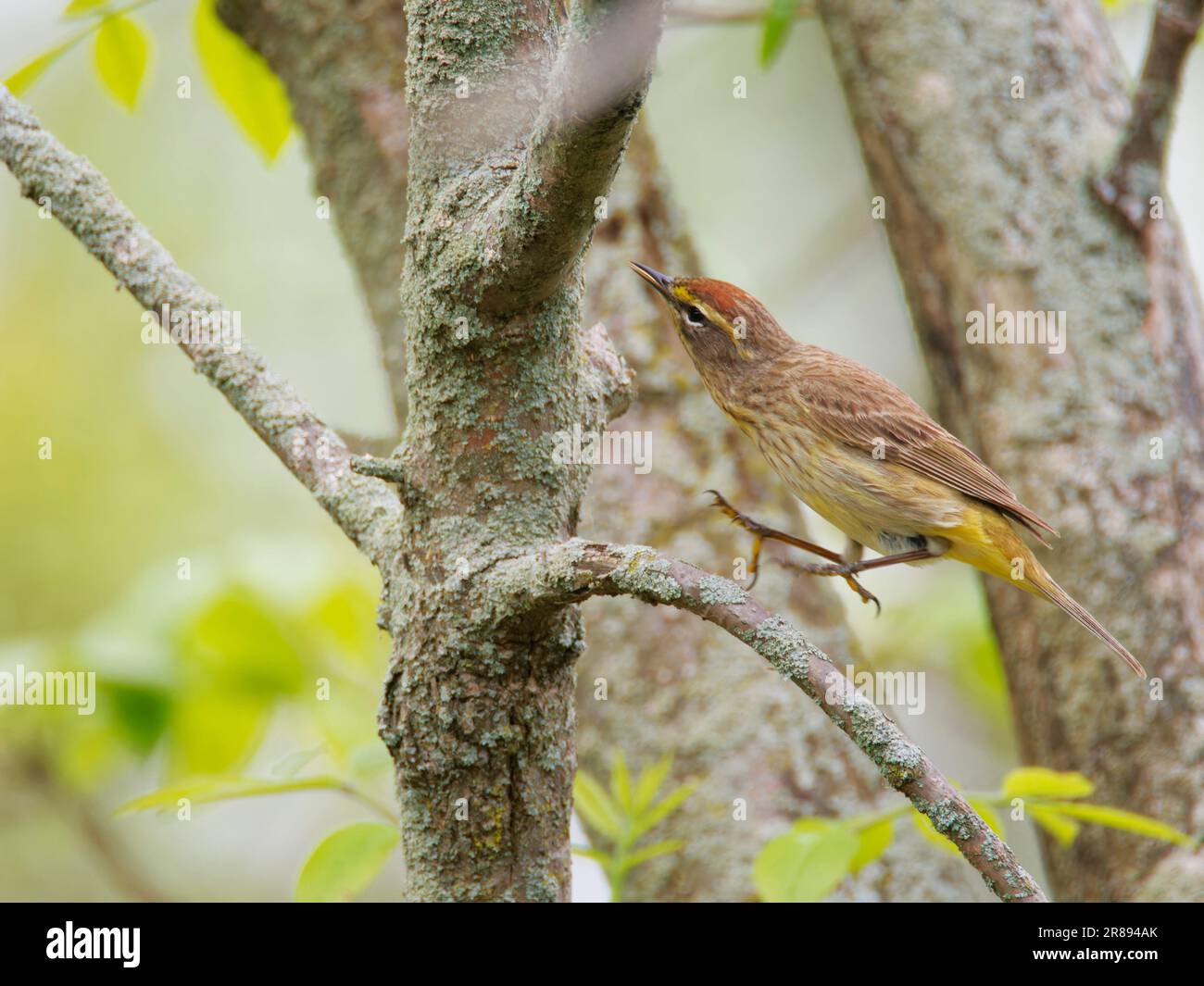 Palm Warbler Setophaga palmarum Magee Marsh, Ohio, USA BI36536 Stock ...