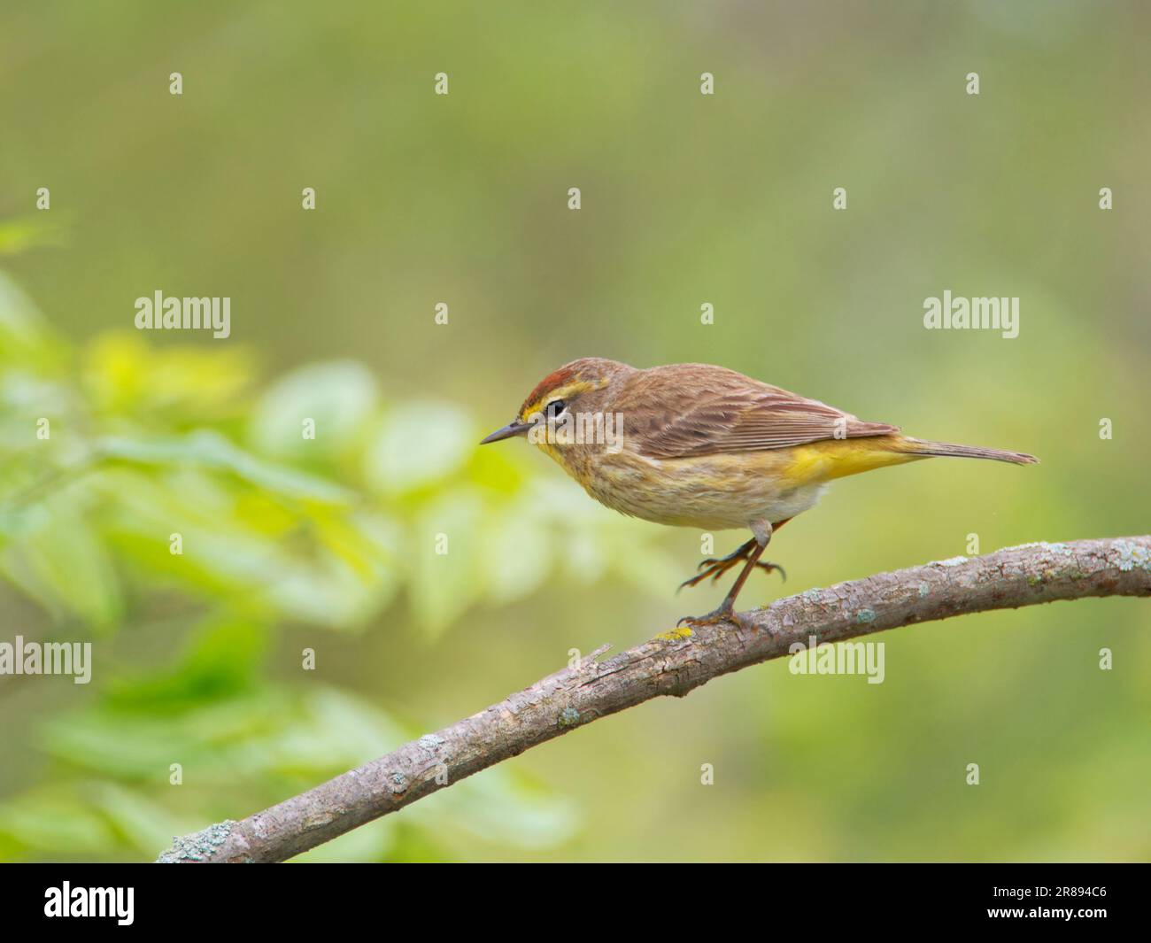 Palm Warbler Setophaga palmarum Magee Marsh, Ohio, USA BI36538 Stock ...