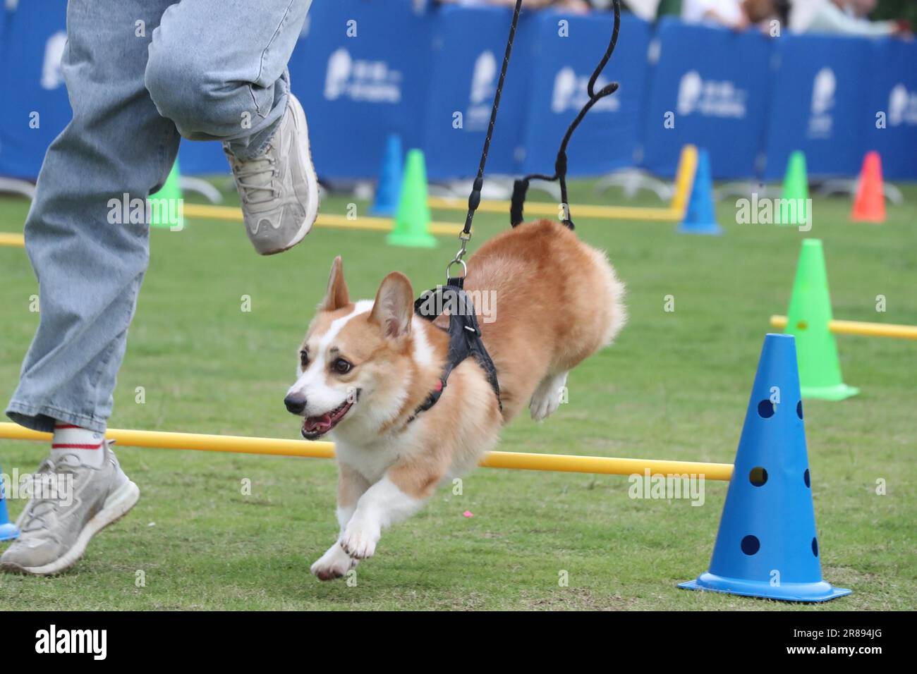 A dog sports meeting is held in Xiamen City, southeast China's Fujian ...