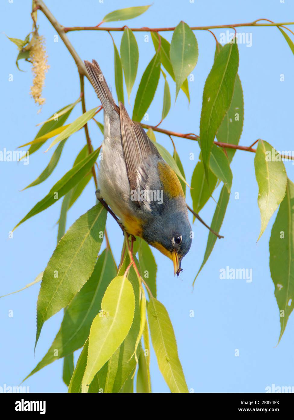 Northern Parula Setophaga americana Magee Marsh, Ohio, USA BI36570 ...
