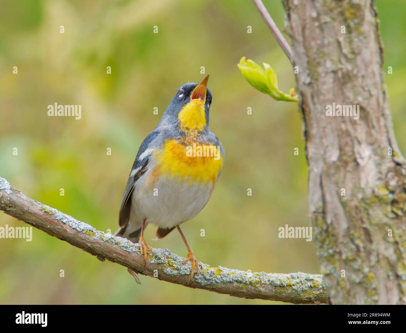 Northern Parula - male singing Setophaga americana Magee Marsh, Ohio ... Northern Parula - male singing Setophaga americana Magee Marsh, Ohio ...