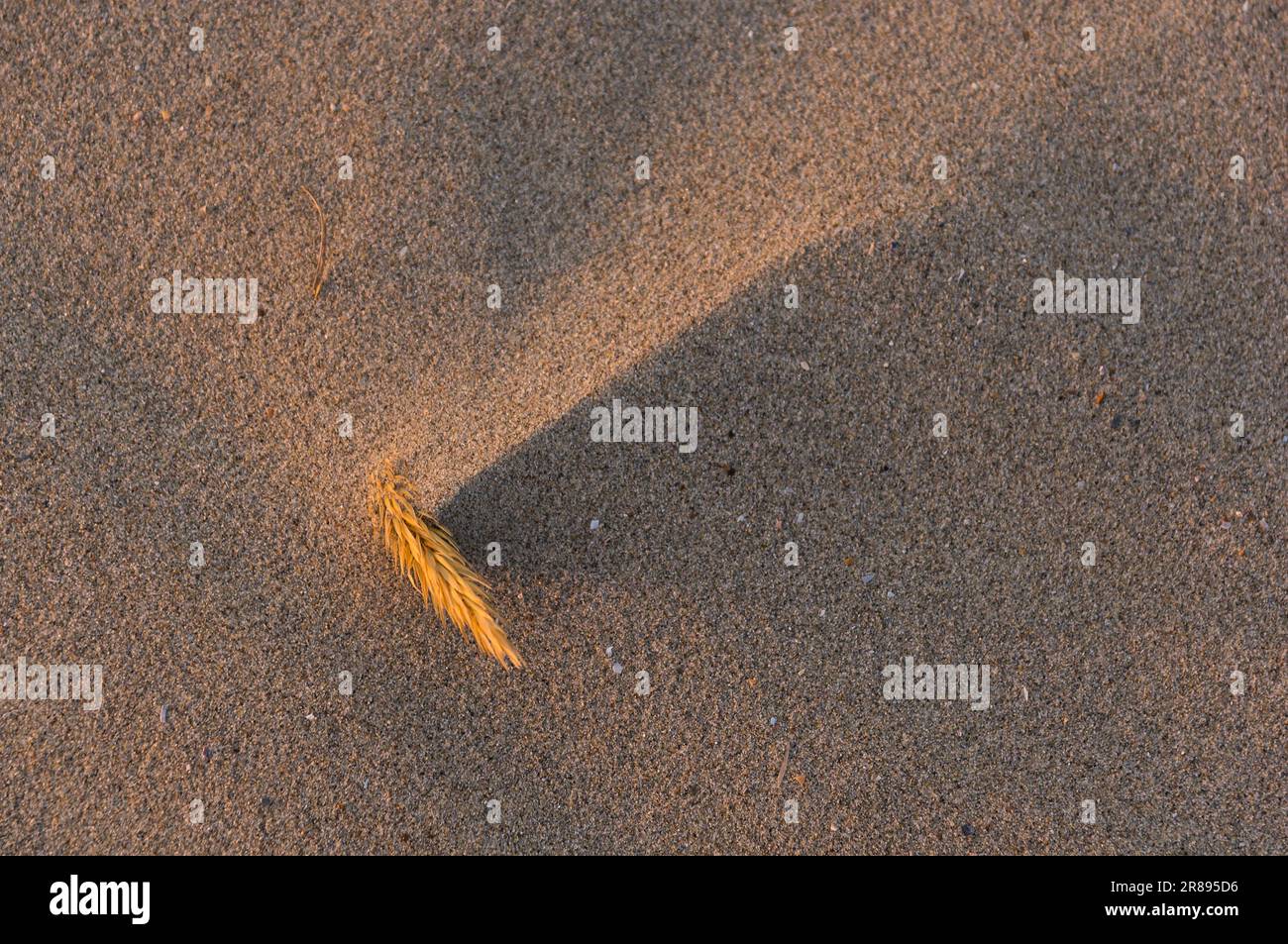 A single ear of corn standing out in the sand photographed from above ...