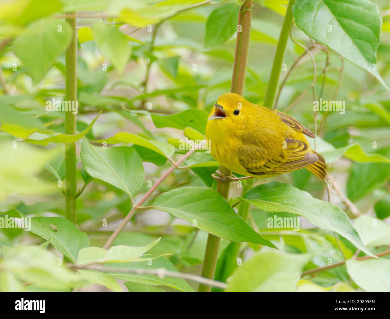 Yellow warbler setophaga petechia female hi-res stock photography and ...