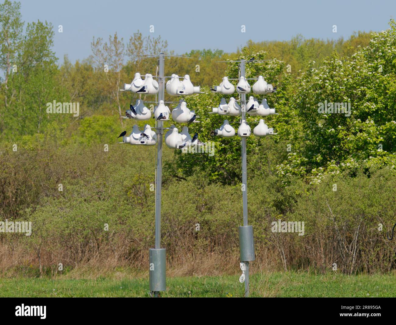 Purple Martin - nest boxes Progne subis Ottawa Wildlife Refuge, Ohio ...