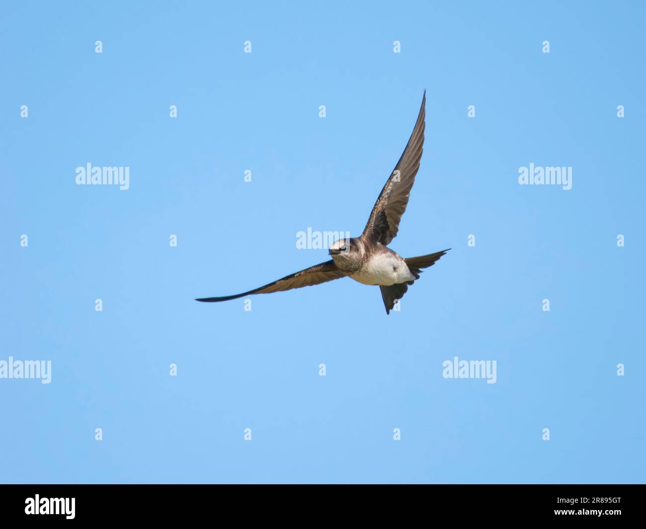 Purple martin progne subis female hi-res stock photography and images ...