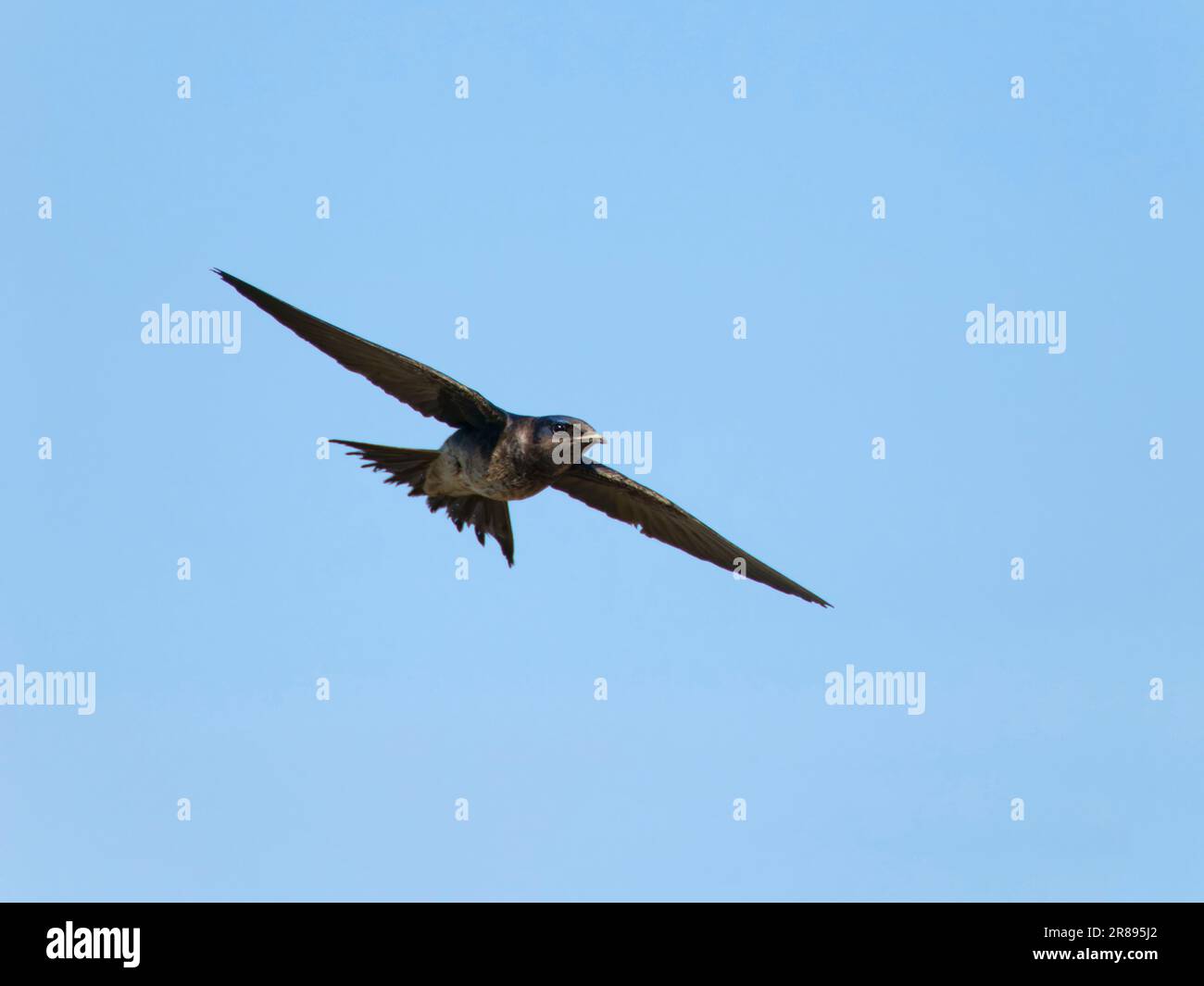 Purple Martin - female in flight Progne subis Ottawa Wildlife Refuge ...