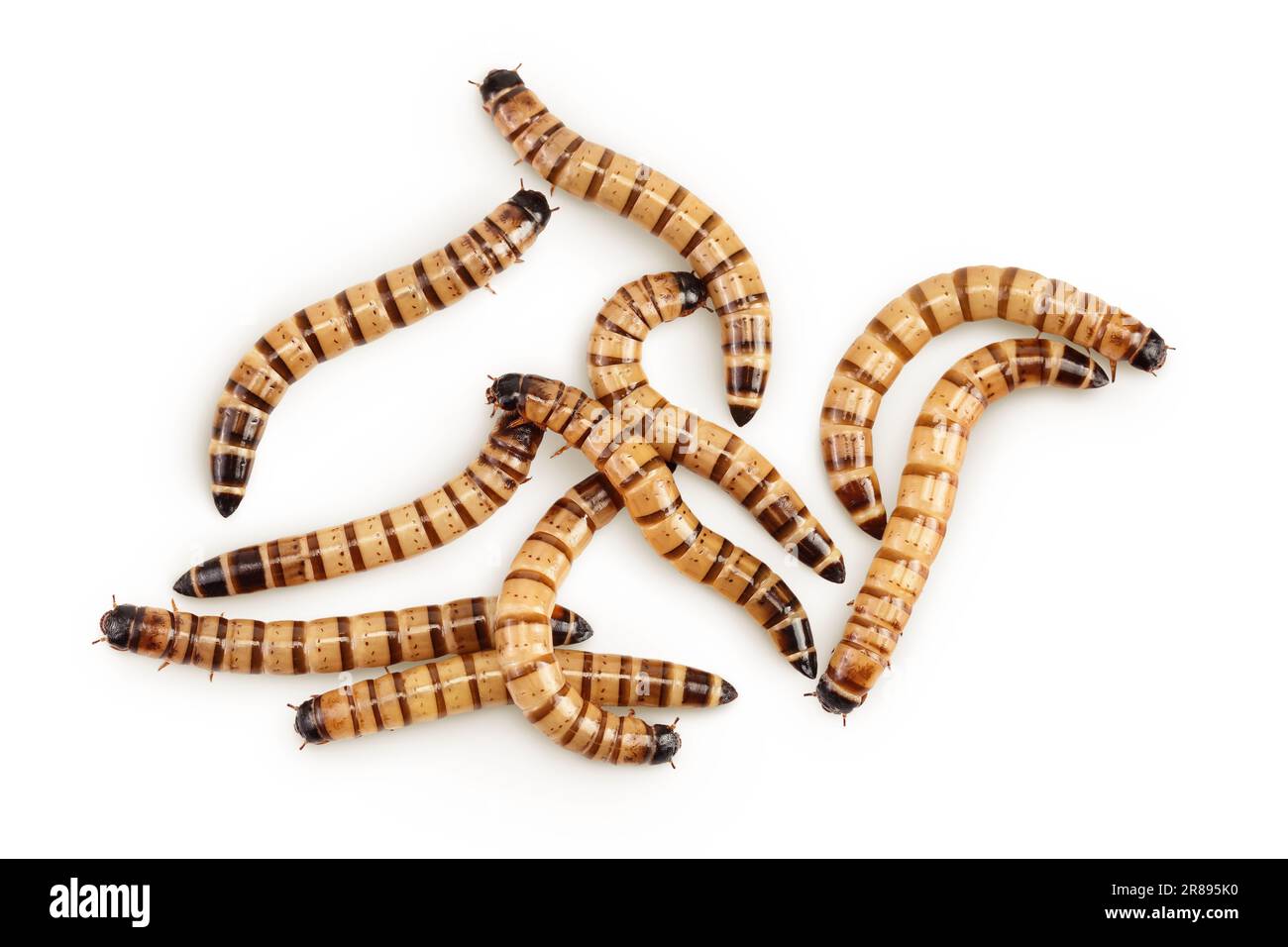 Superworm larvae hi-res stock photography and images - Alamy