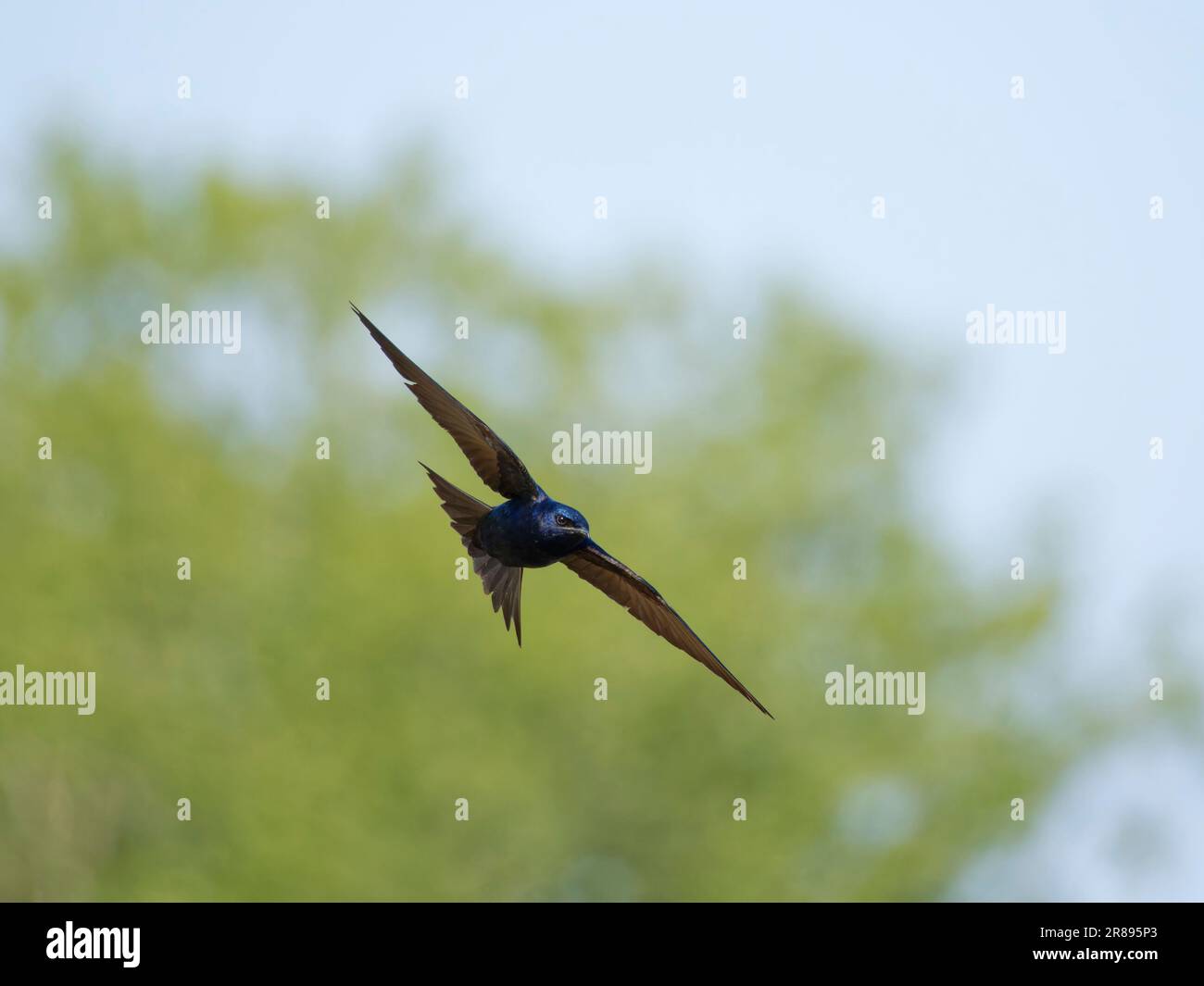 Purple Martin - male in flight Progne subis Ottawa Wildlife Refuge ...