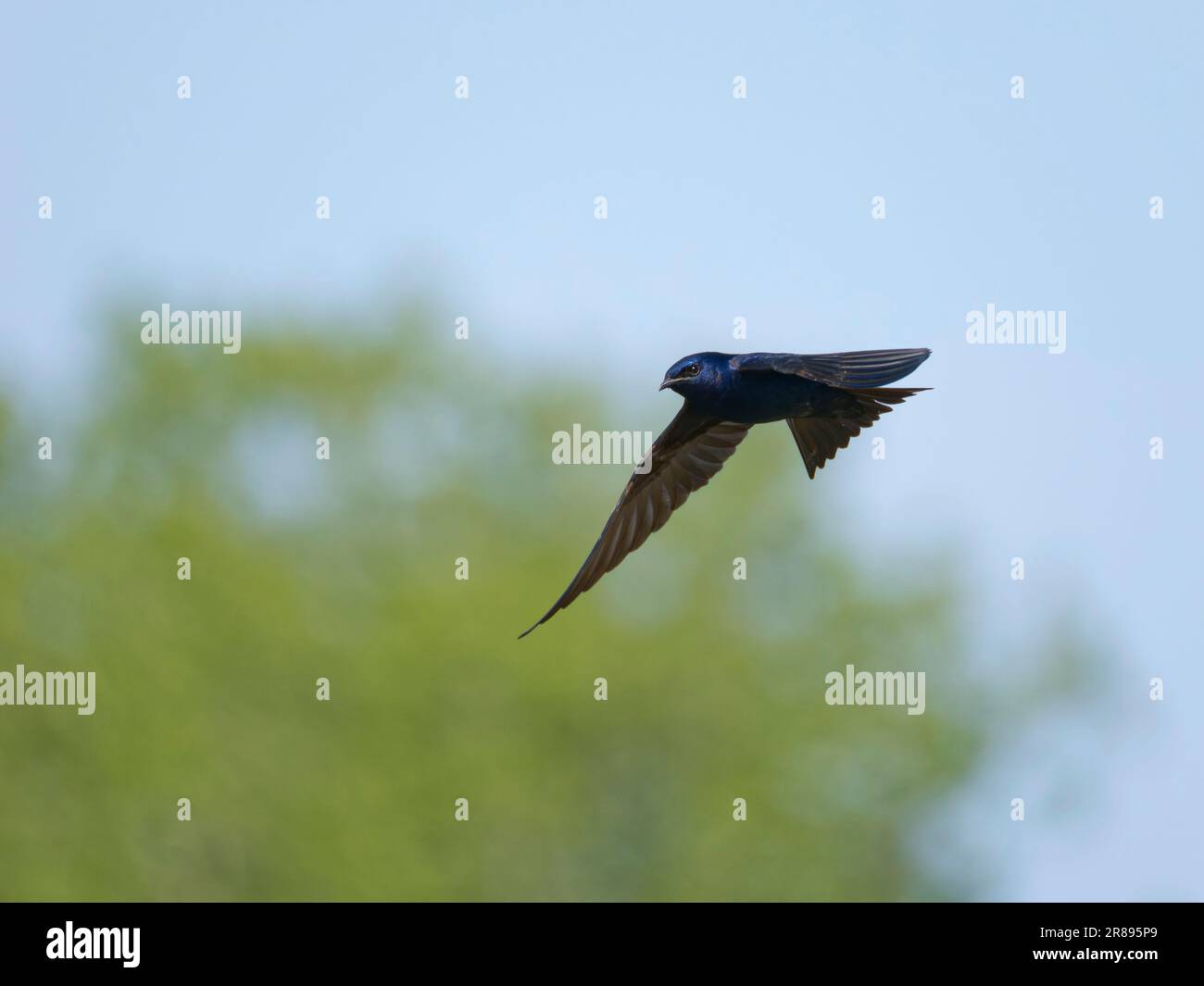 Purple Martin - male in flight Progne subis Ottawa Wildlife Refuge ...