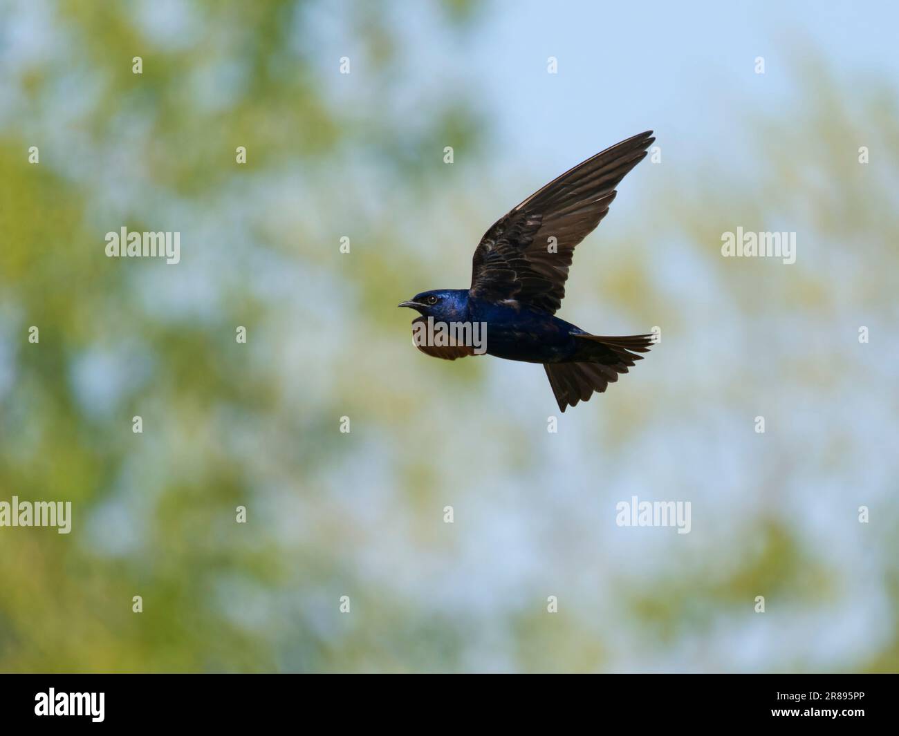 Purple Martin - male in flight Progne subis Ottawa Wildlife Refuge ...