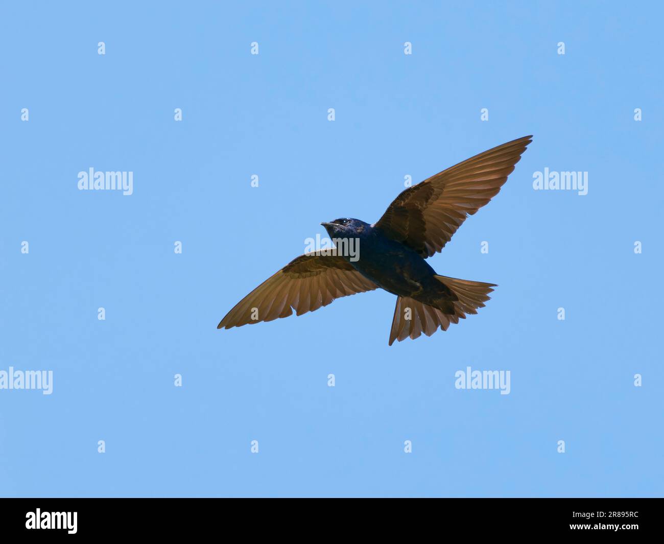 Purple Martin - male in flight Progne subis Ottawa Wildlife Refuge ...