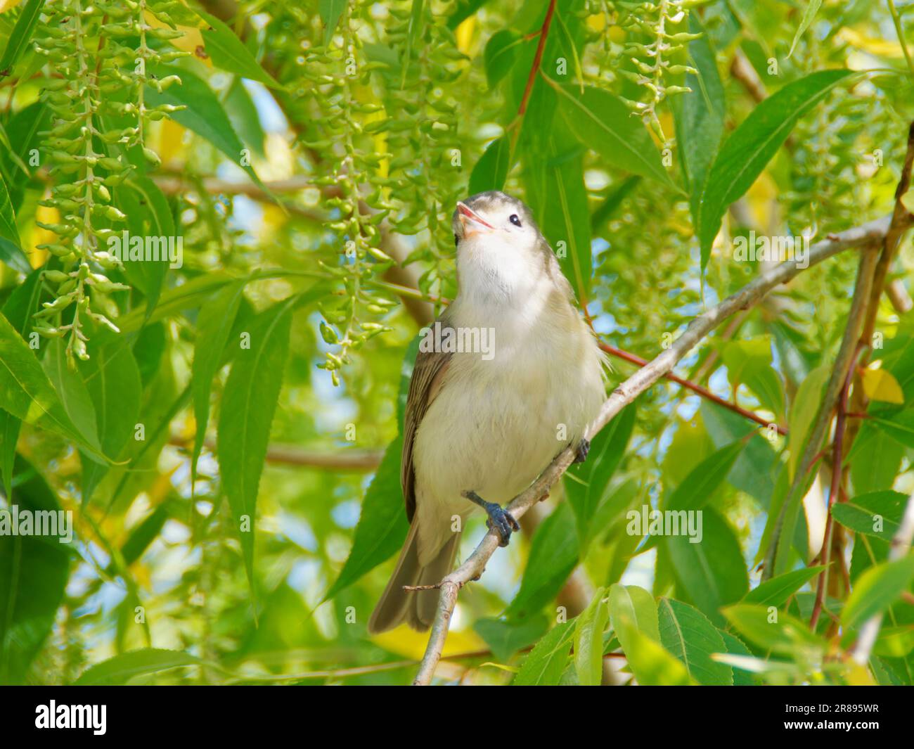 Songbird vireo north american north american birds hi-res stock ...