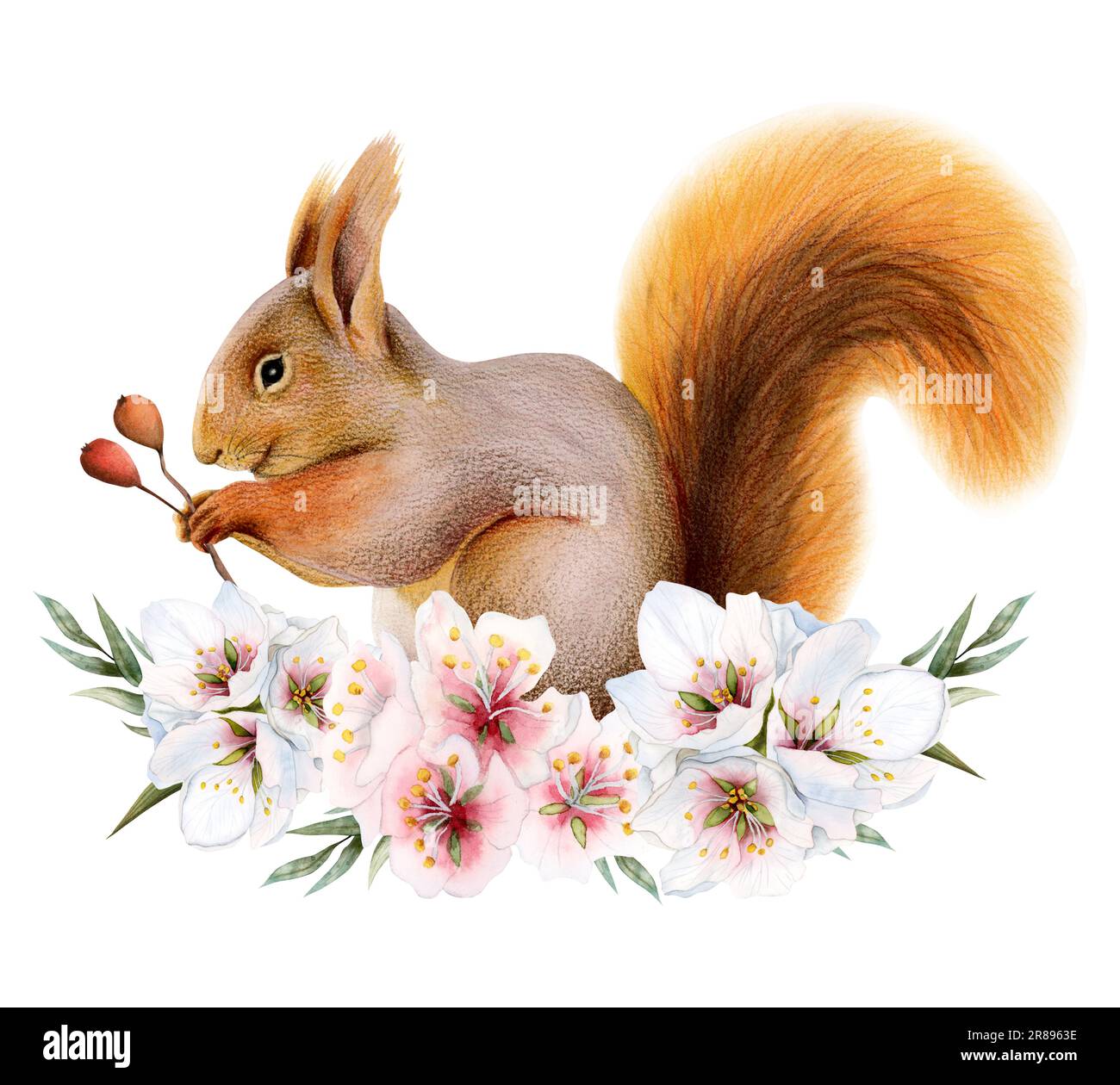 Watercolor cute squirrel holding berries with pink flowers wreath ...