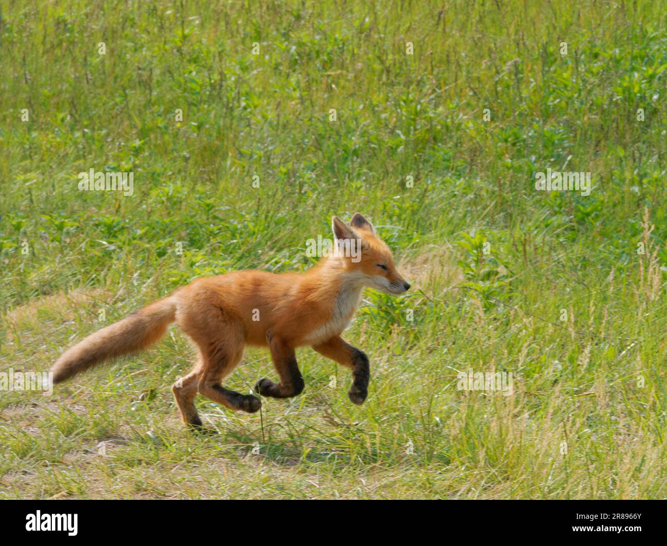 Running foxes hi-res stock photography and images - Alamy