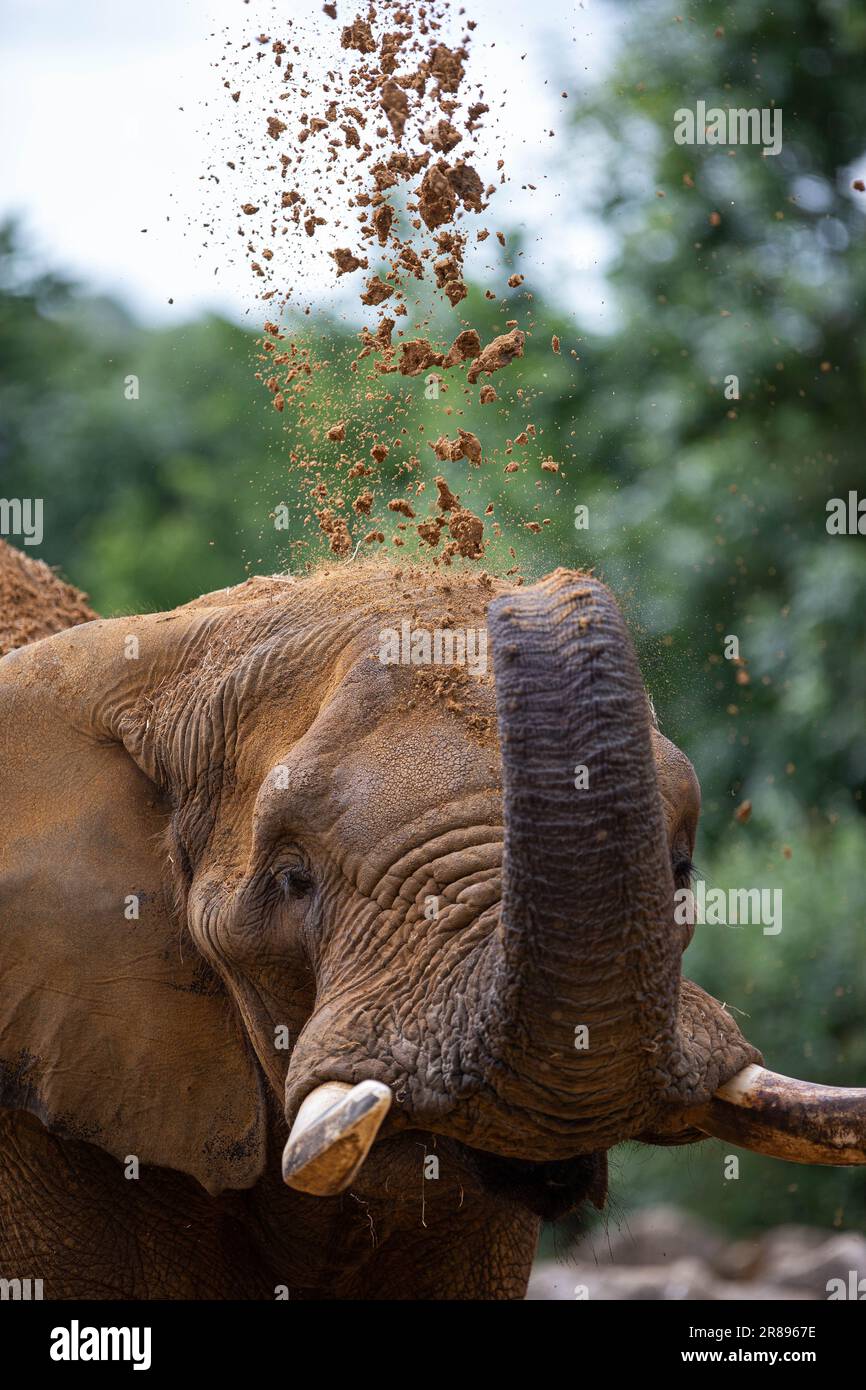 A majestic elephant spraying mud over its body in its natural habitat ...